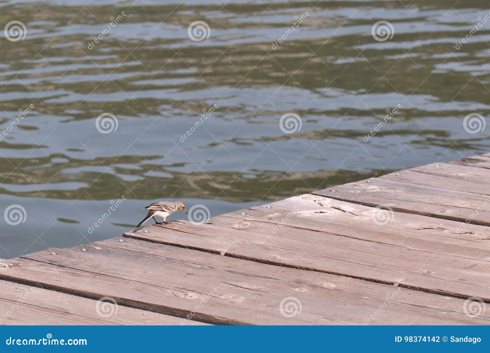 Small Bird on a Wooden Pontoon Stock Photo - Image of landscape, feet ...