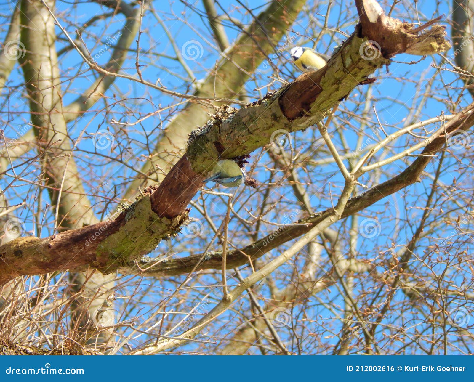 Small Birds in the Branches of Trees Stock Photo - Image of animal ...
