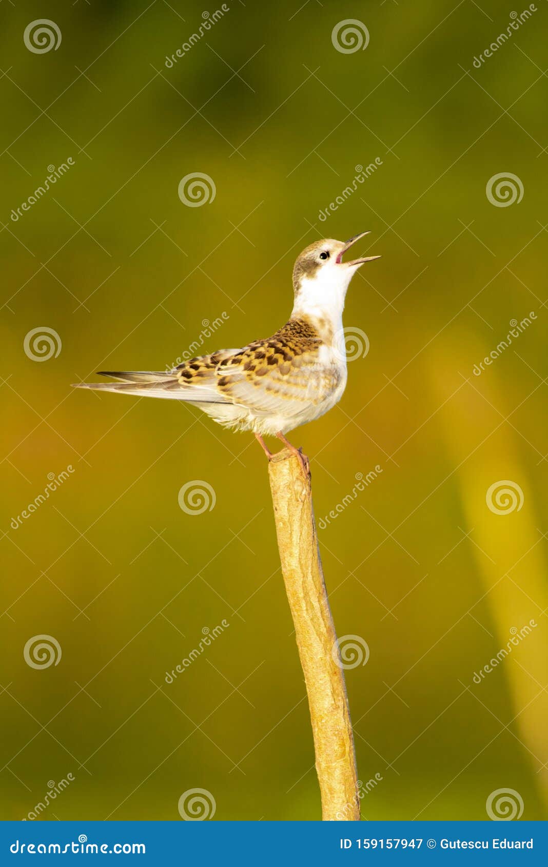 Small Birds in Danube Delta , Bird Mating Call , Wildlife Bird Watching ...