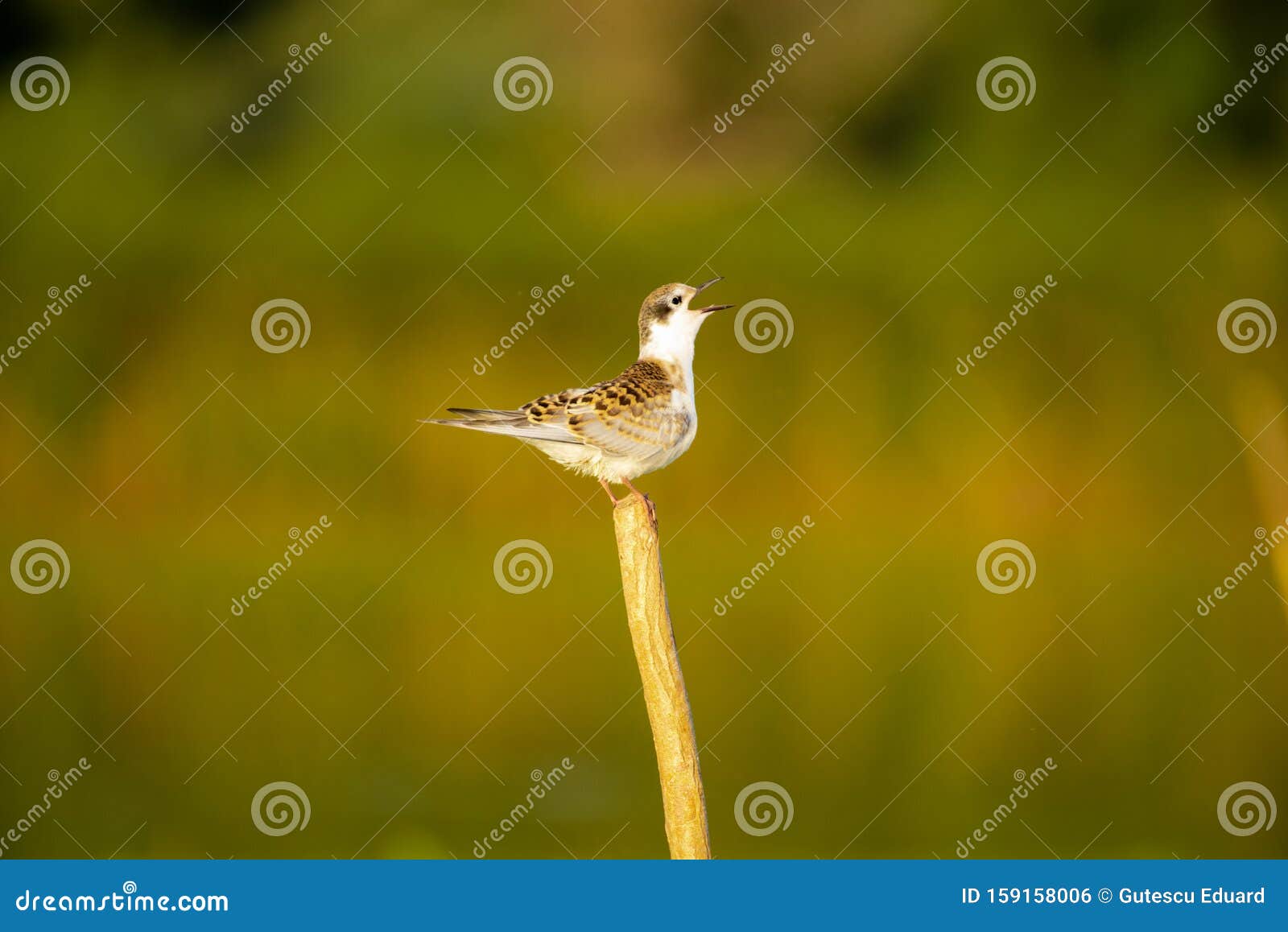Small Birds in Danube Delta , Bird Mating Call , Wildlife Bird Watching ...