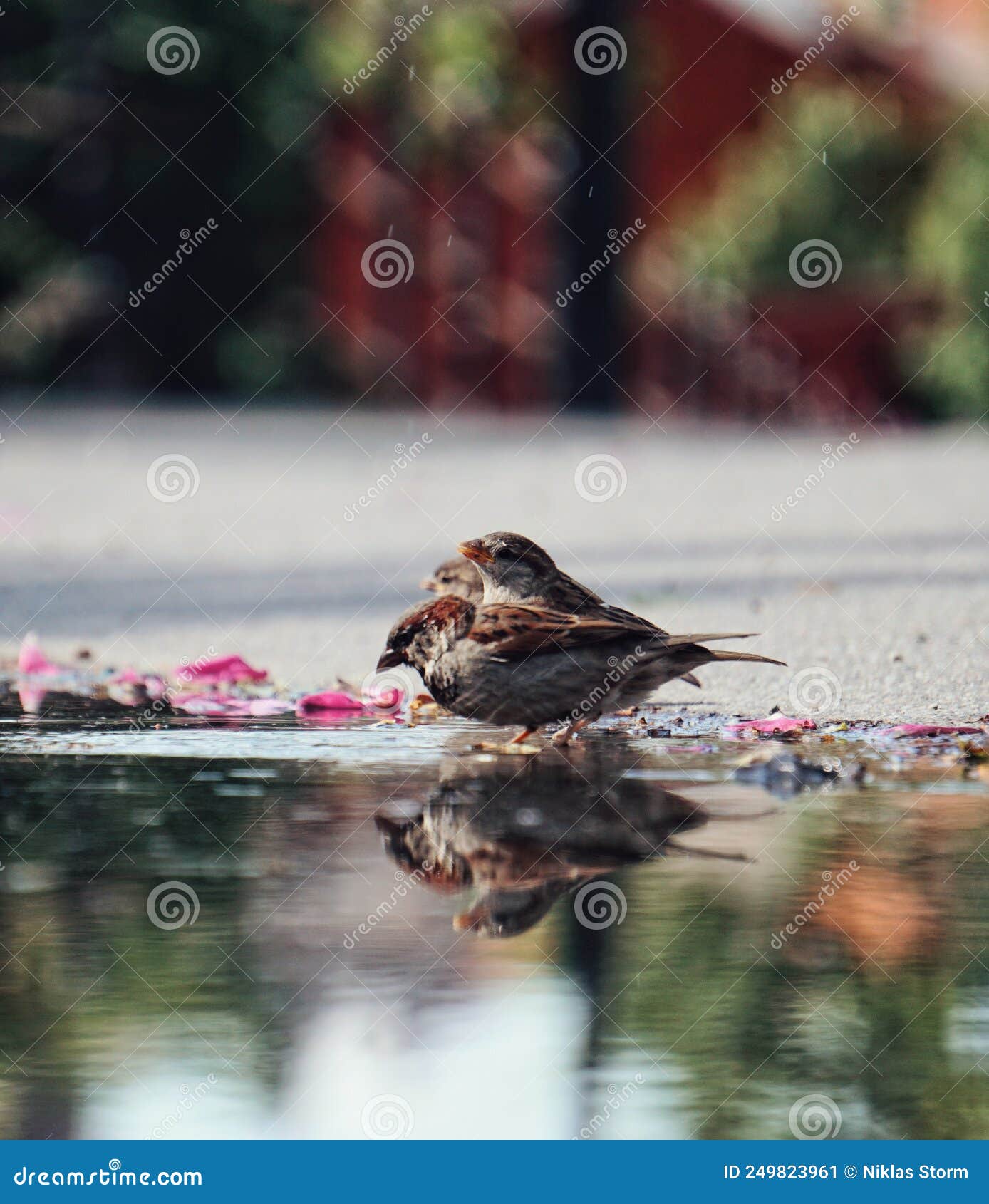 Small Birds Drinking Water in Puddle Stock Image - Image of waterbird ...