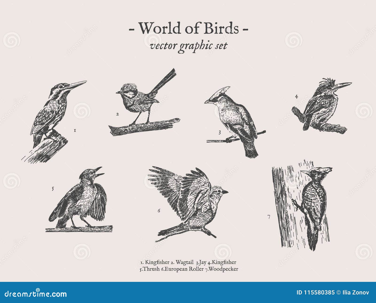 Small Birds Vector Drawings Set Stock Vector - Illustration of retro ...