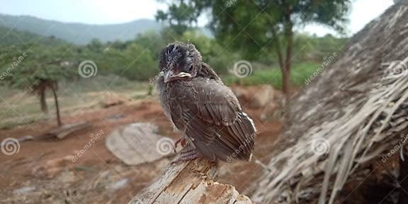 Small Birt stock image. Image of falcon, branch, eagle - 185600319