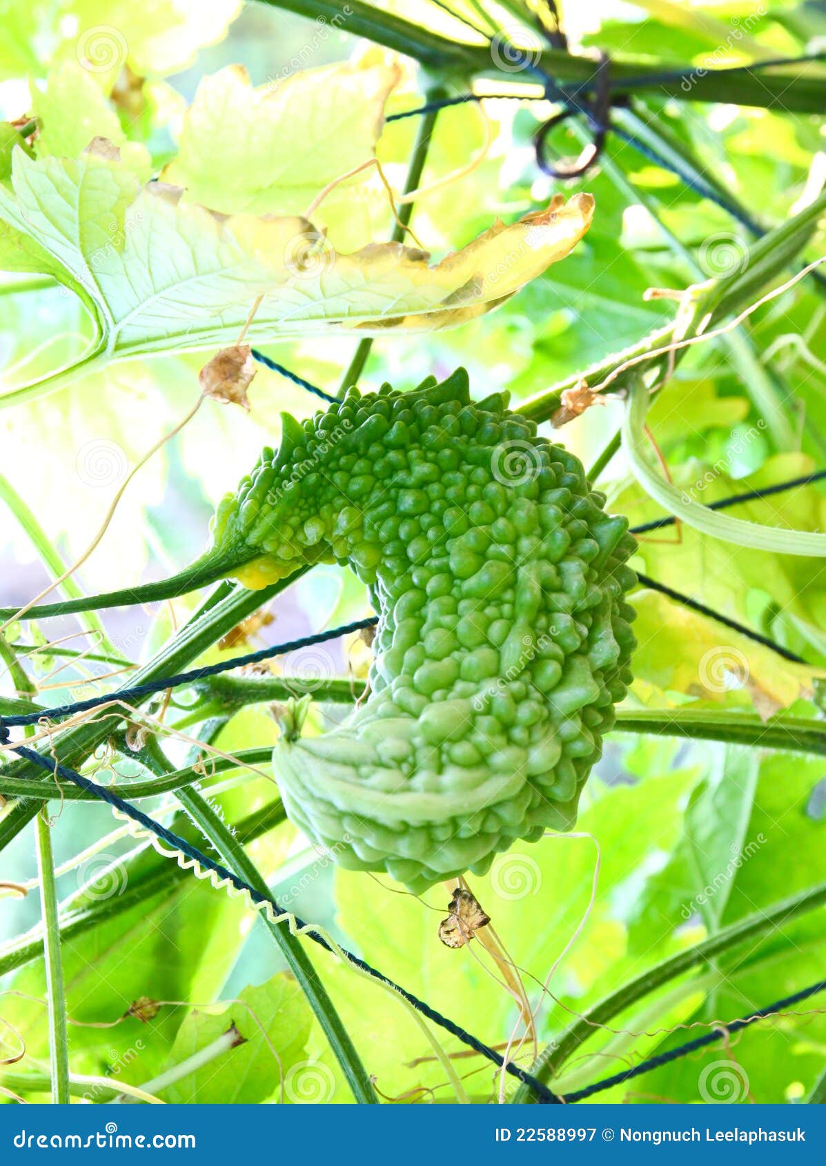 Small Bitter Gourd Vegetable In A Bowl Indian Variety Stock Photography ...