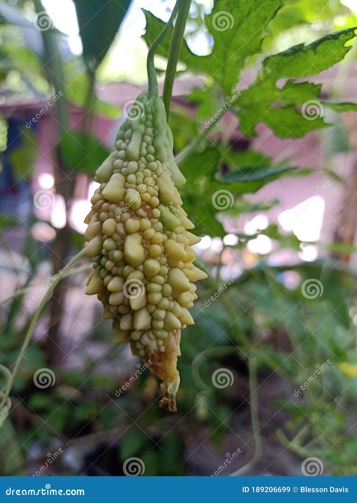The Small Bitter Gourd stock image. Image of leaf, wildflower - 189206699