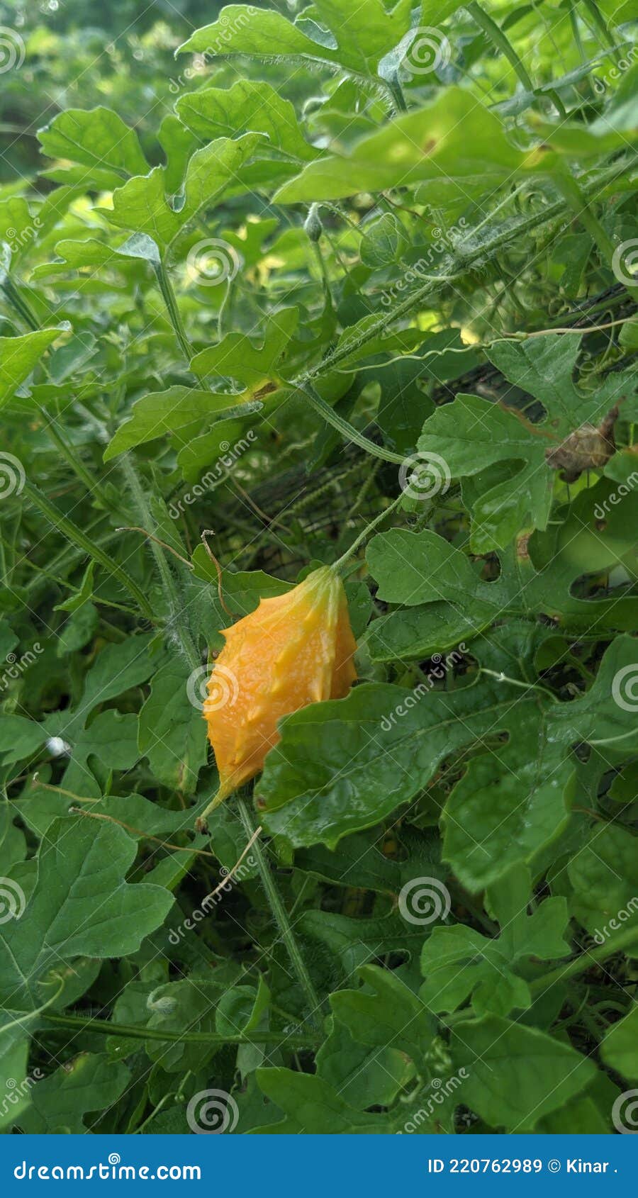 Small bitter gourd stock image. Image of crop, plant - 220762989