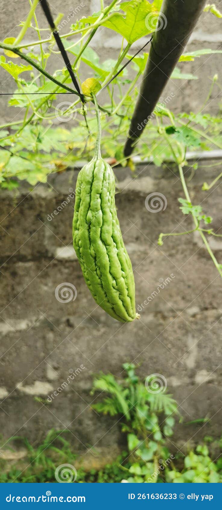 Small Bitter Melon Vegetable Stock Image - Image of harvest, ready ...