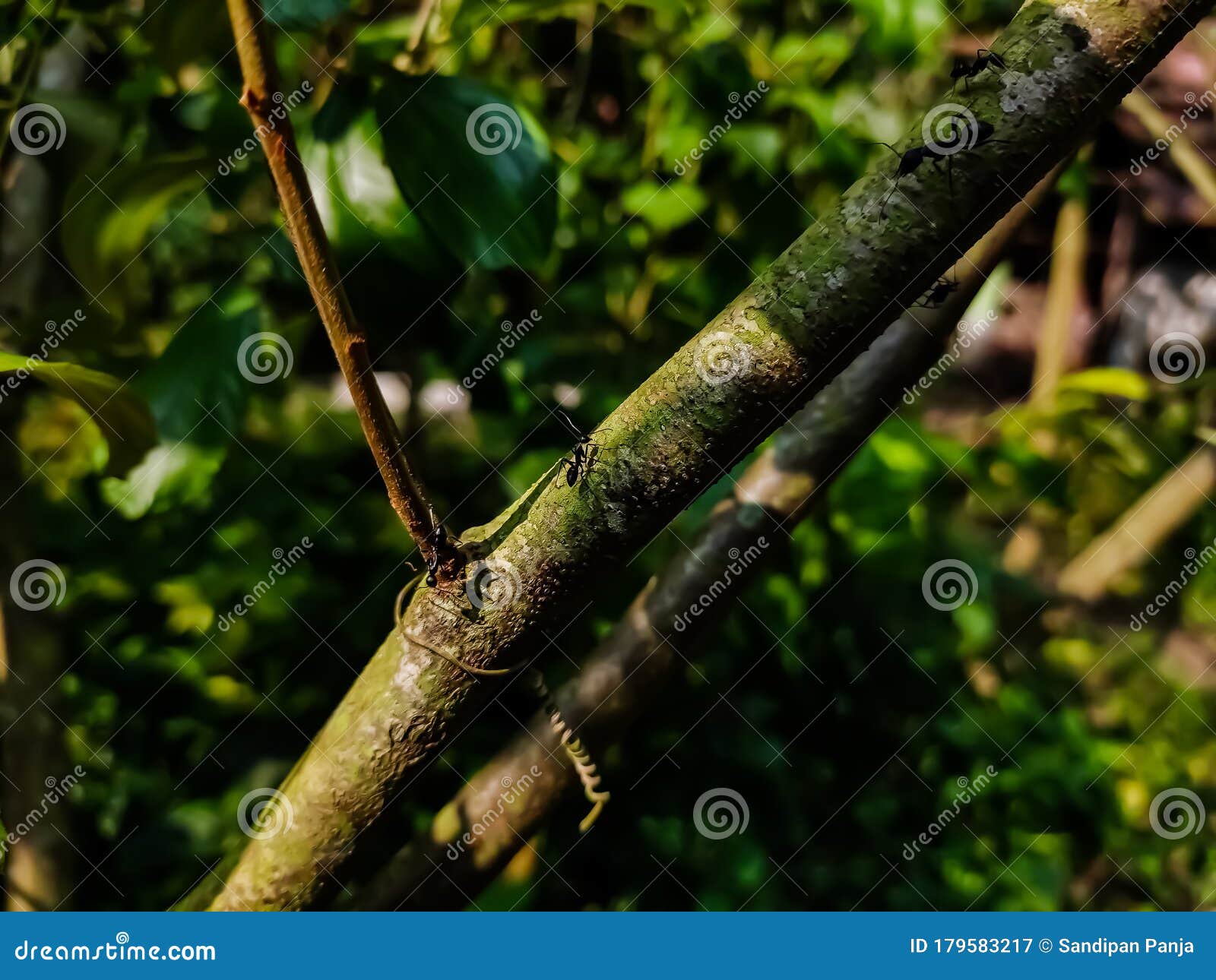 A Small Black Ant Set on a Trees Branch and Morning Sunlight Fall on ...