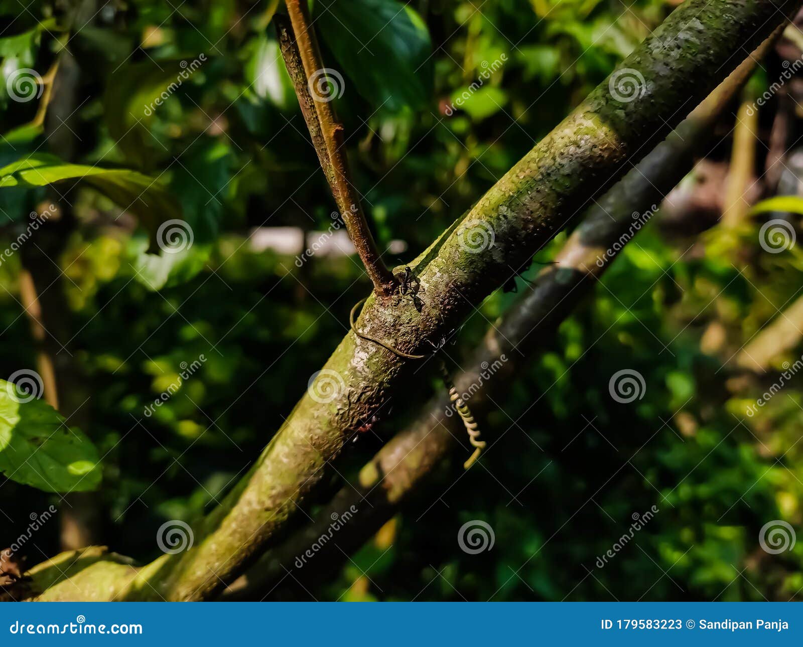 A Small Black Ant Set on a Trees Branch and Morning Sunlight Fall on ...
