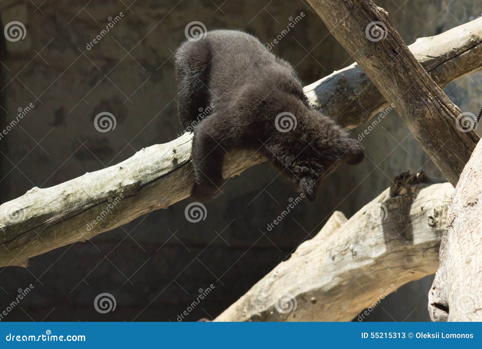 A Small Black Bear is Played on a Large Tree Stock Image - Image of ...
