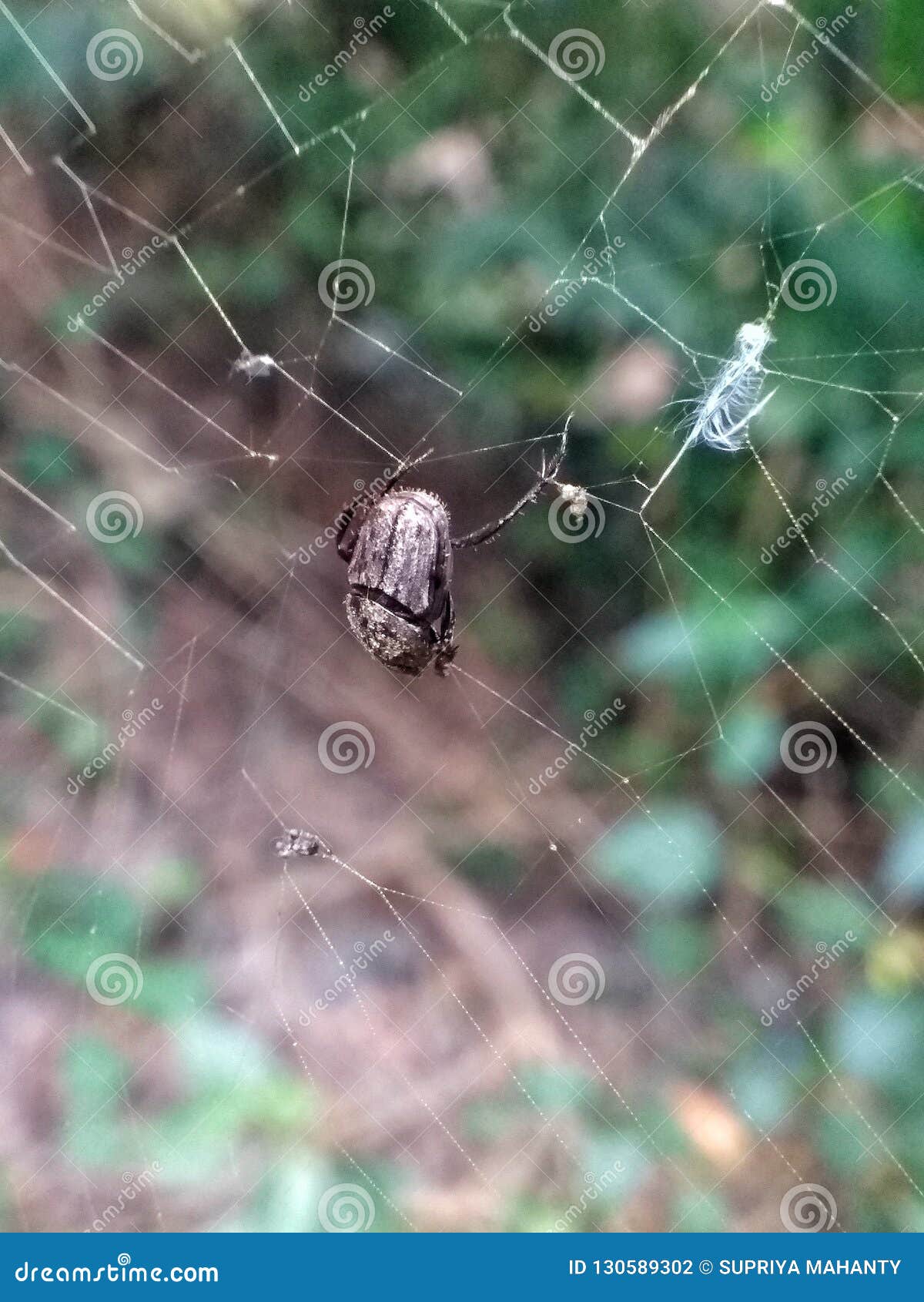 Small Black Beetle Bug Insect Trapped in a Spider Cobweb Trying To ...