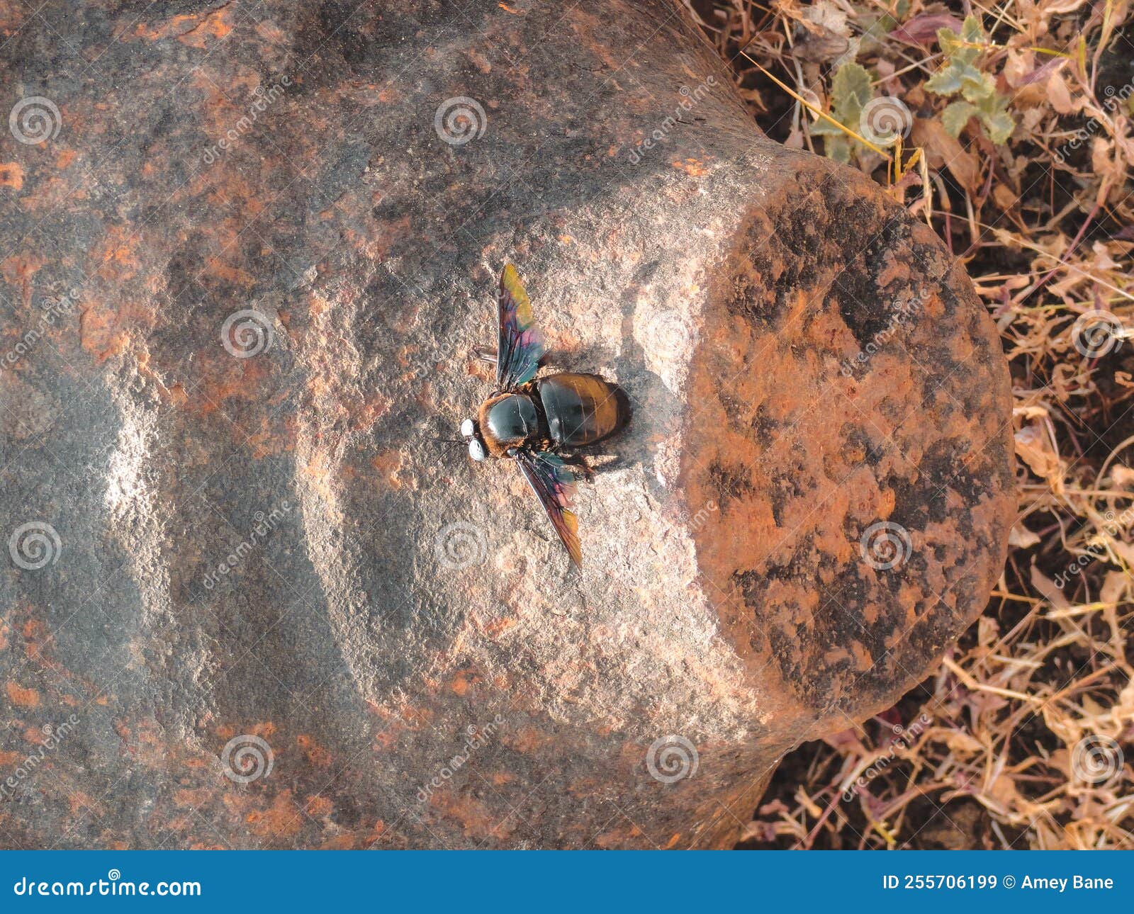 A Small Black Beetle Seating on a Stone Stock Image - Image of beetle ...