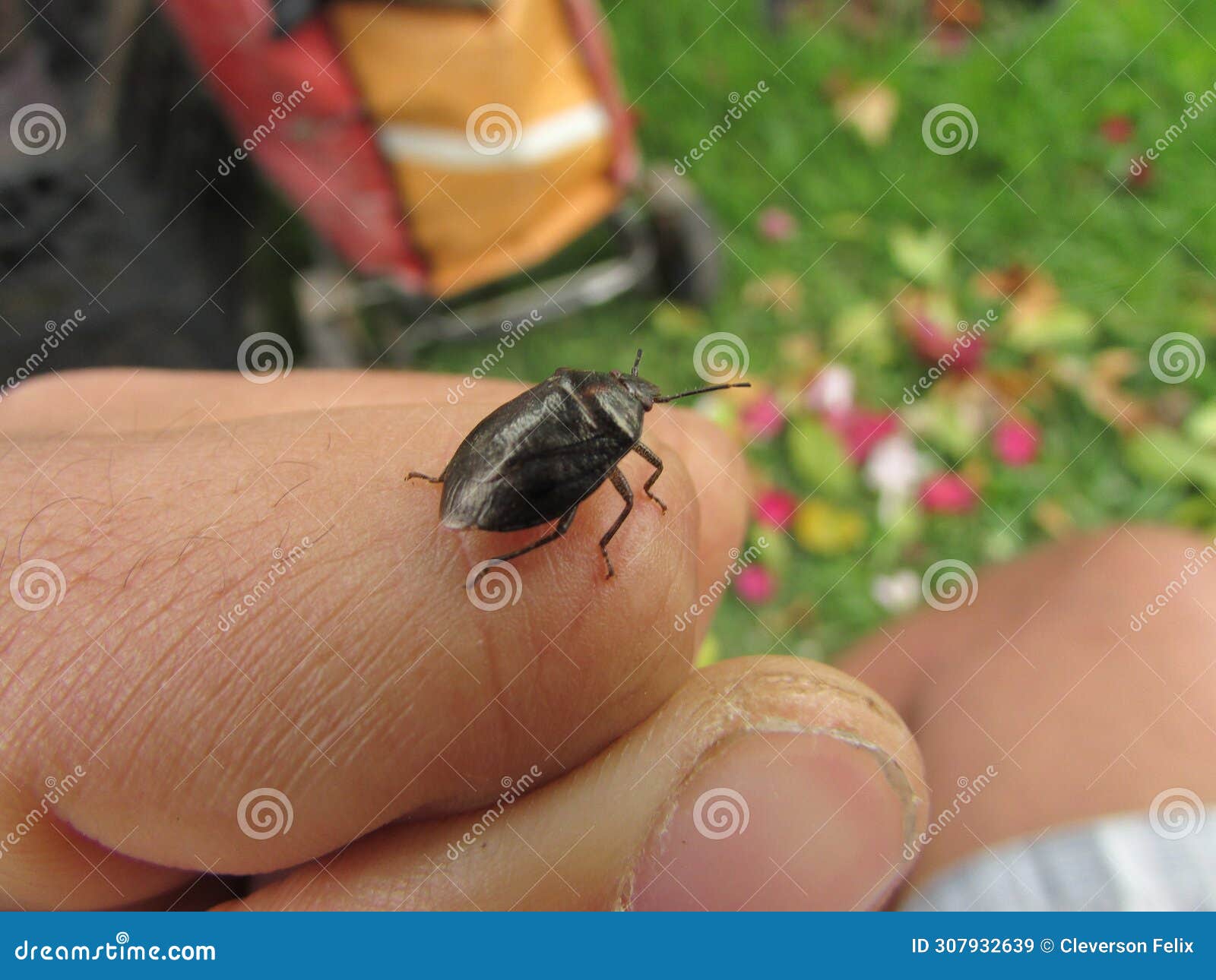 A Small Black Beetle Sitting Stock Image - Image of green, antenna ...