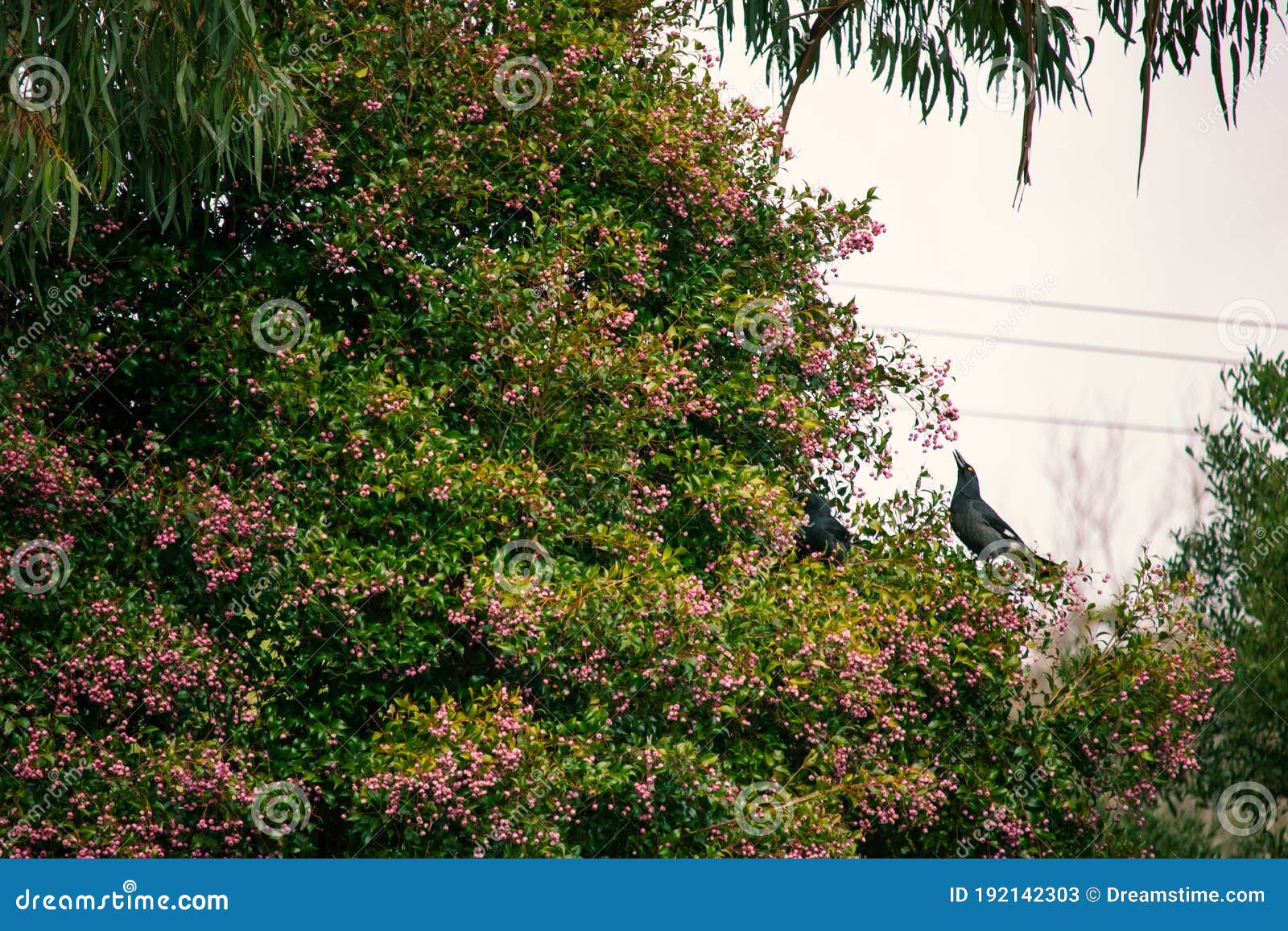 Small Bird Feeding from a Tree Stock Image - Image of black, horizontal ...