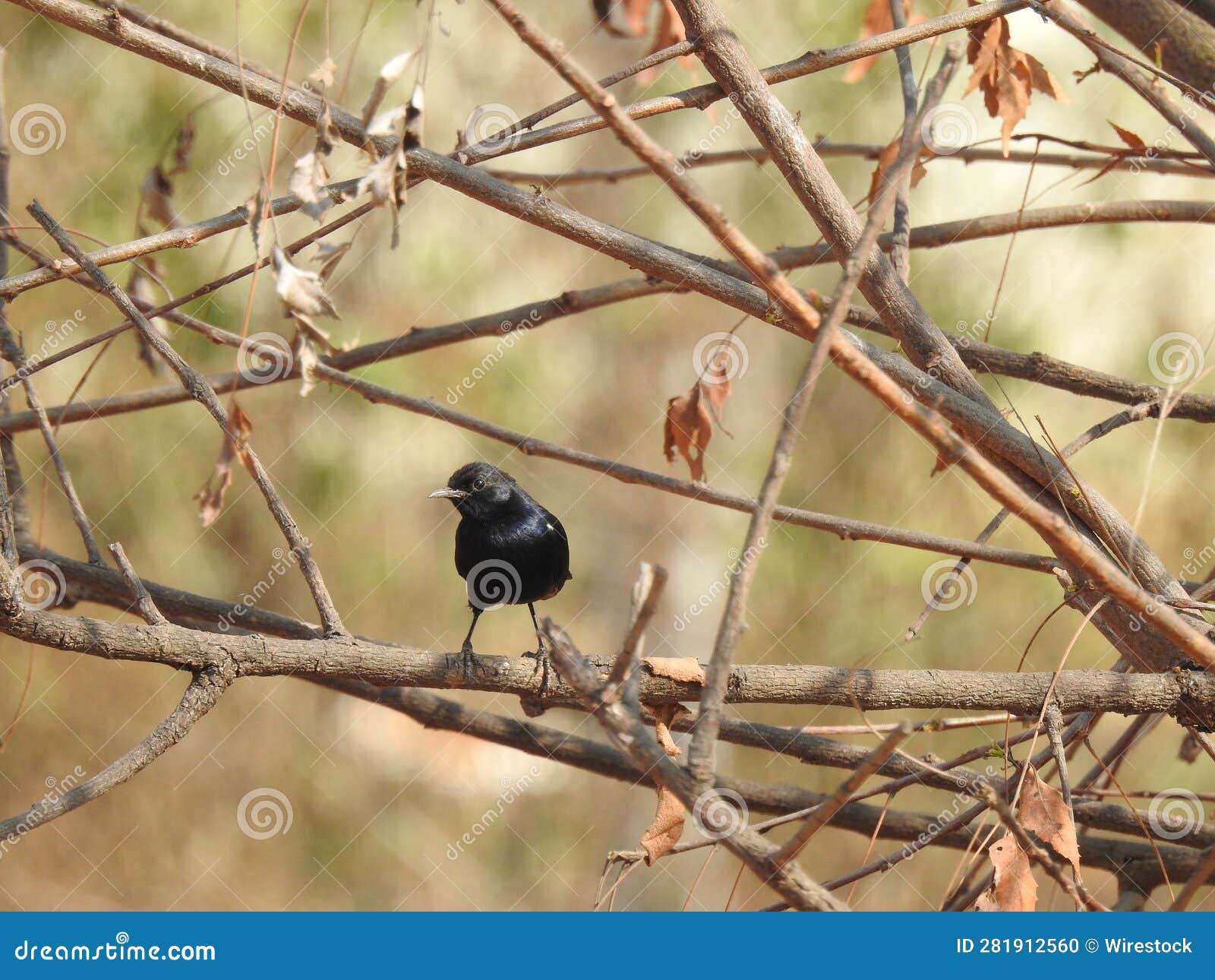 A Small Black Bird is Sitting on a Branch in the Middle of a Tree Stock ...