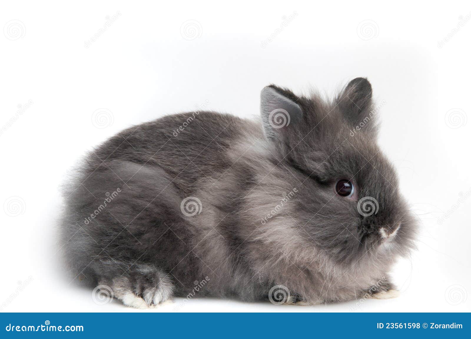 Small Black Bunny on White Background Stock Photo - Image of mammal ...
