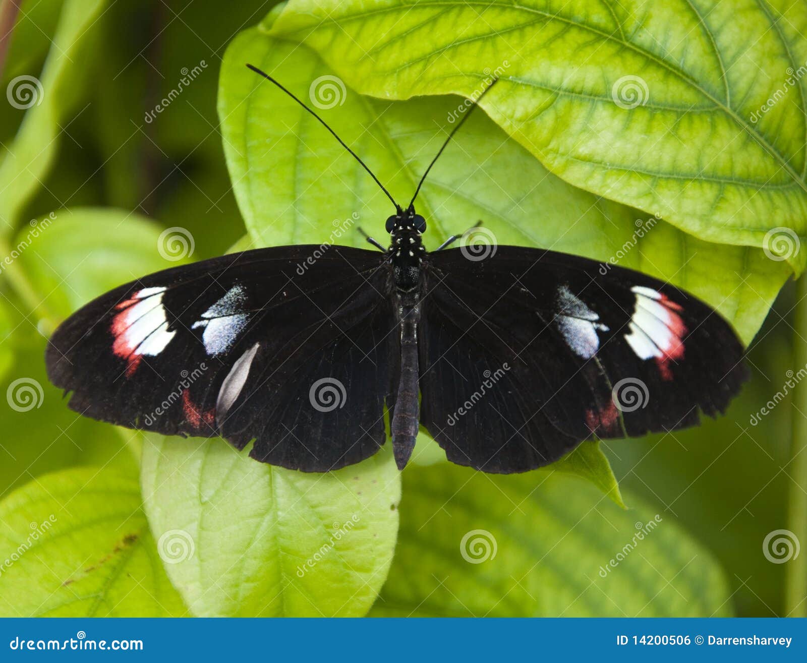 Small Black Butterfly stock photo. Image of white, small - 14200506