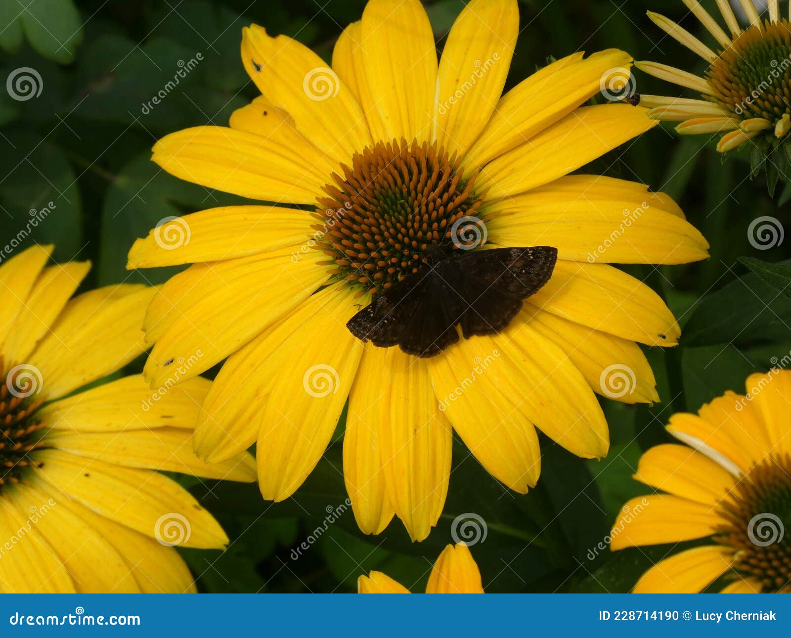 Black Butterfly stock photo. Image of blossom, wildlife - 228714190