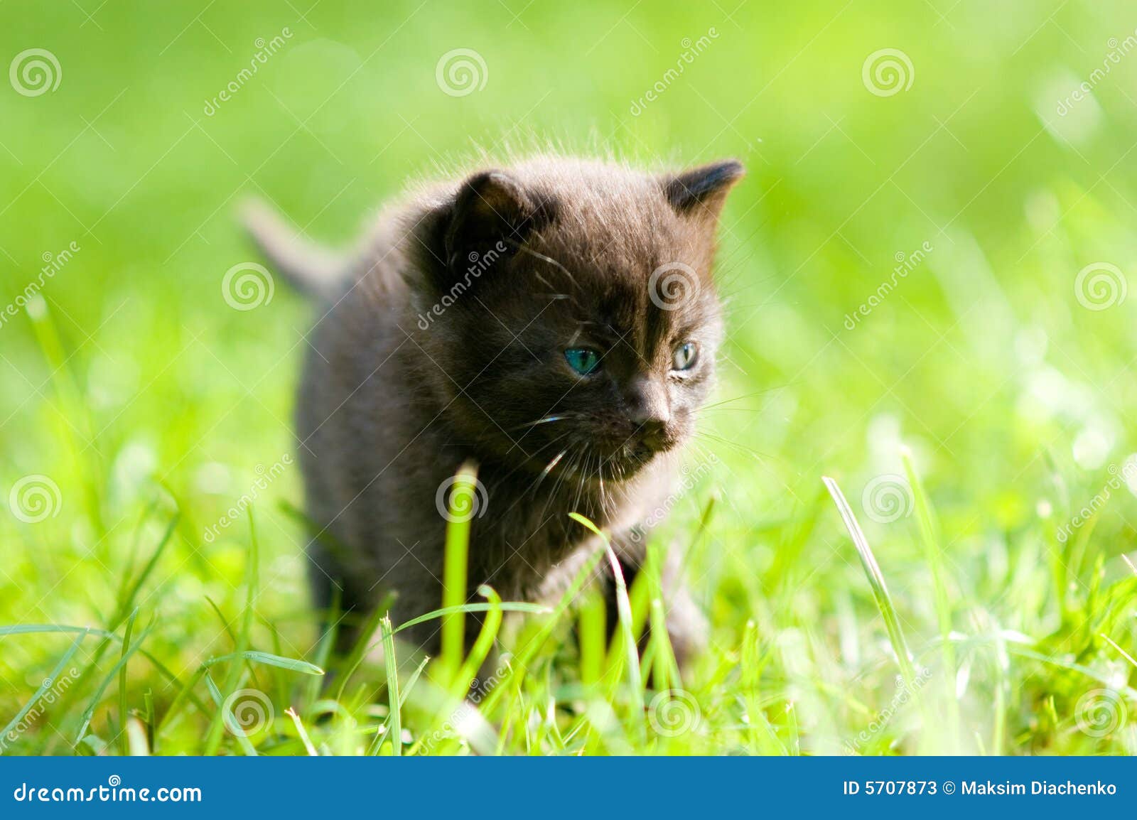 Small Black Cat Looking Forward Stock Image - Image of gaze, young: 5707873