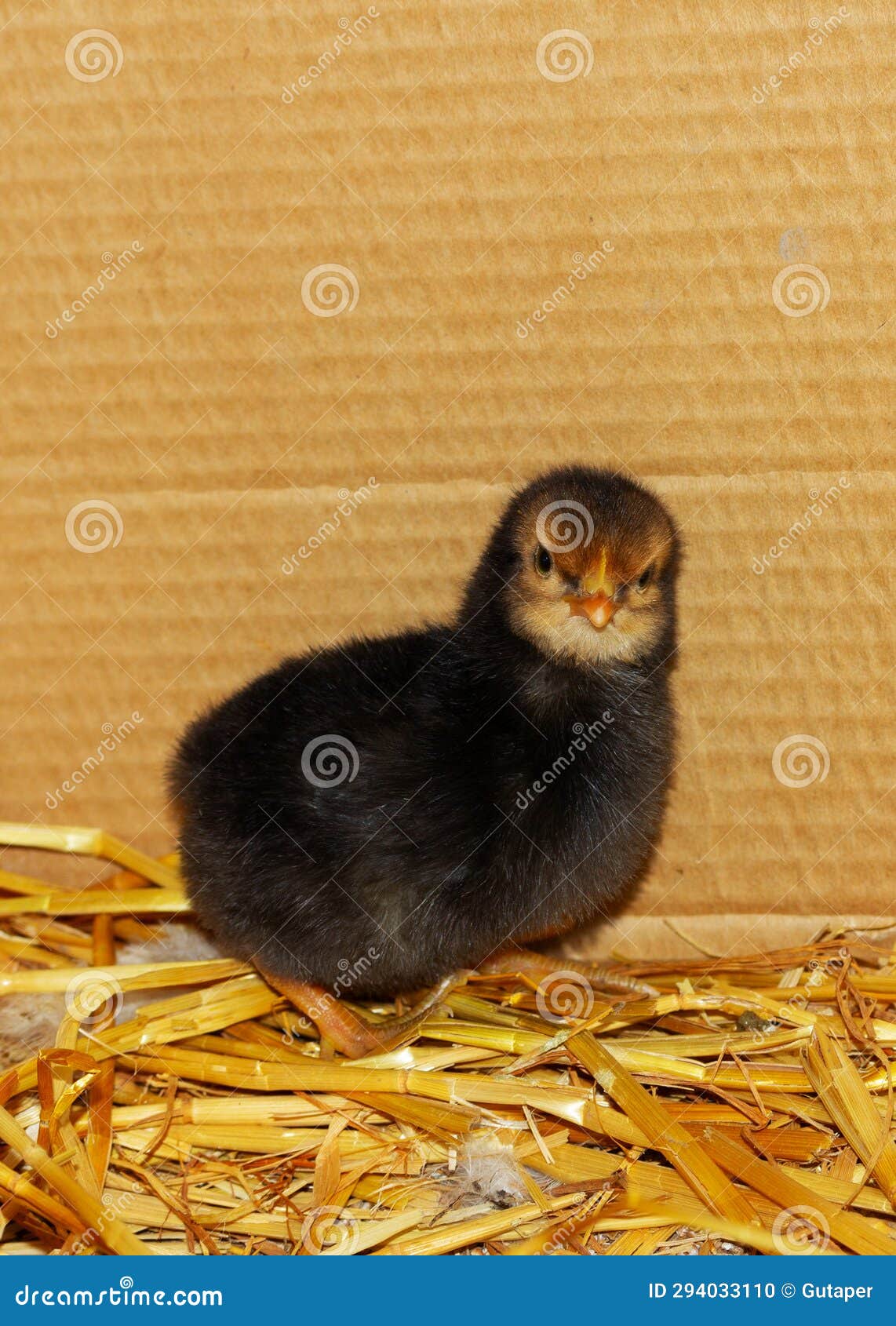 A Small Black Chick on Straw in a Chicken Coop. Stock Photo - Image of ...