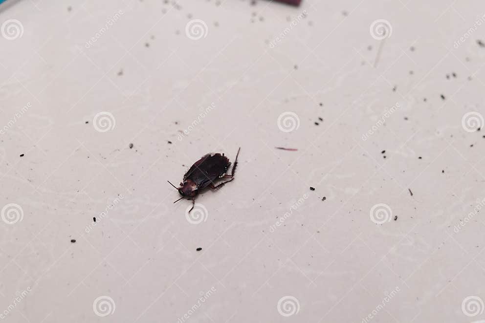 Small Black Cockroach Crawling on a Light Colored Surface Surrounded by ...