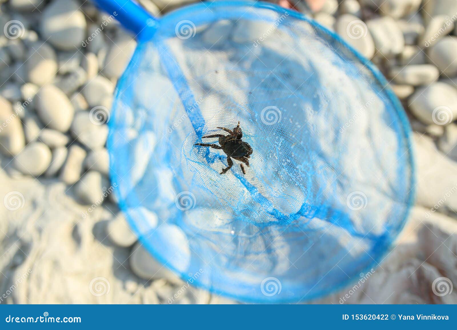 Small Black Crab in a Blue Net. Close-up Stock Photo - Image of closeup ...