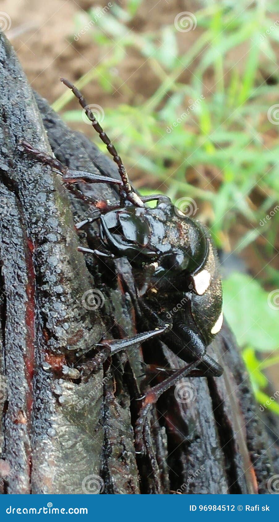 Small Black creature stock photo. Image of river, small - 96984512