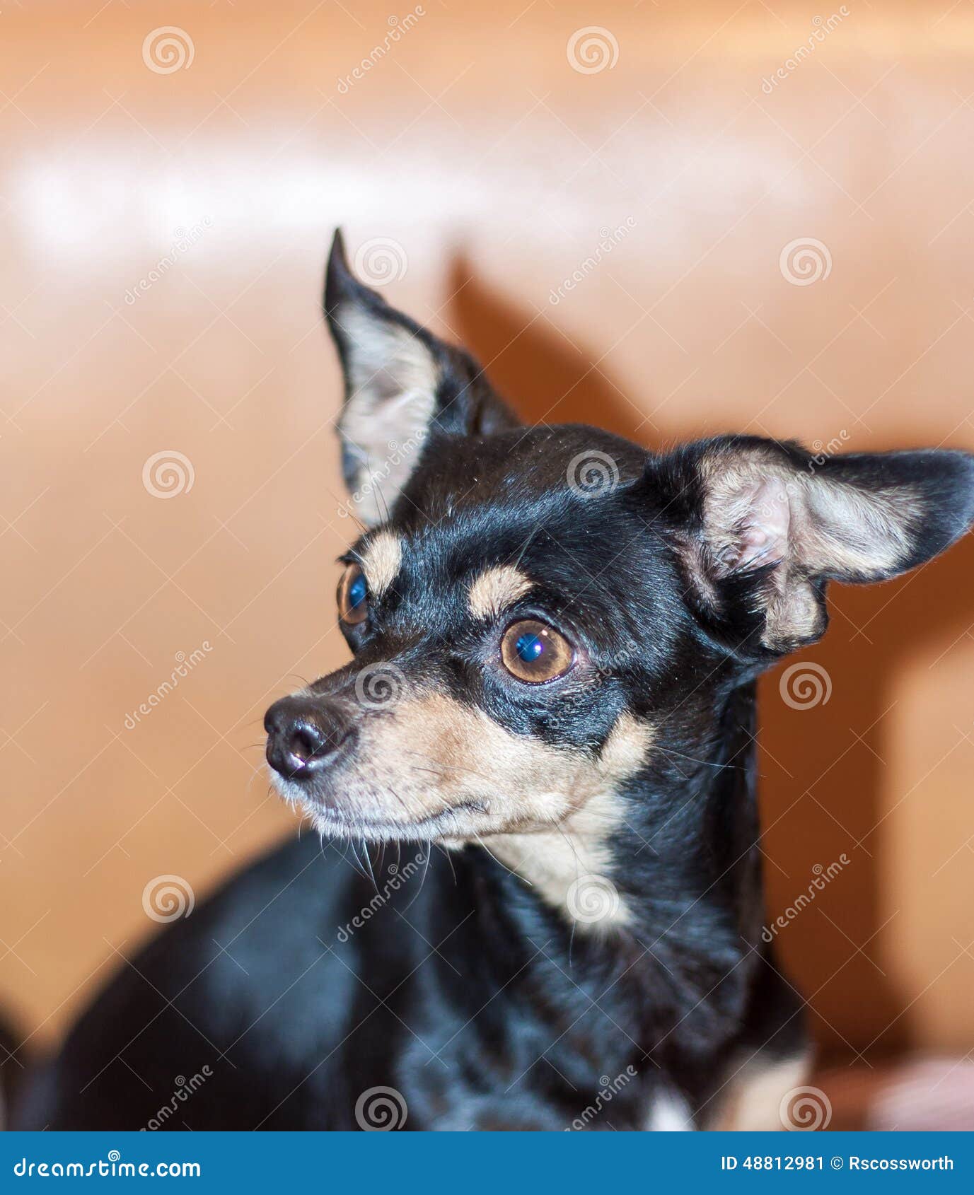 Small black dog stock image. Image of portrait, eyes - 48812981