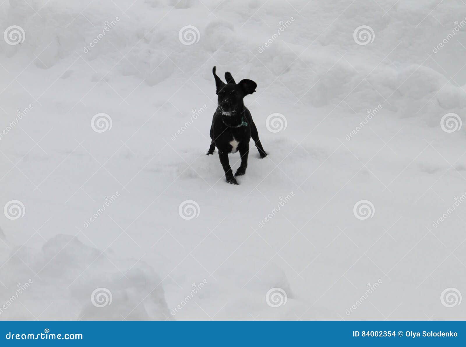 Small Black Dog on the Snow Stock Photo - Image of forest, nose: 84002354