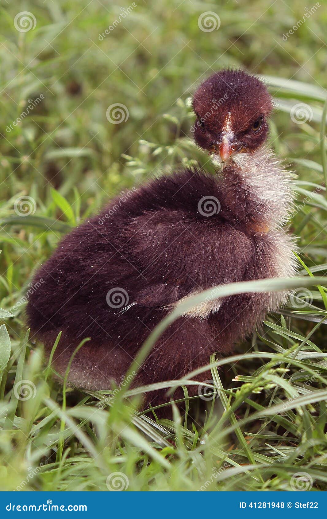 Small Black Fluffy Chicken in the Grass Stock Photo - Image of baby ...