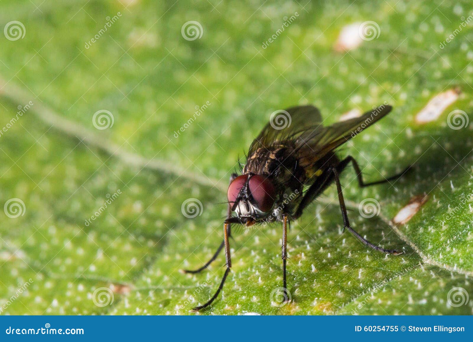 Small Black Fly with Red Eyes Stock Image - Image of eyes, outdoor ...