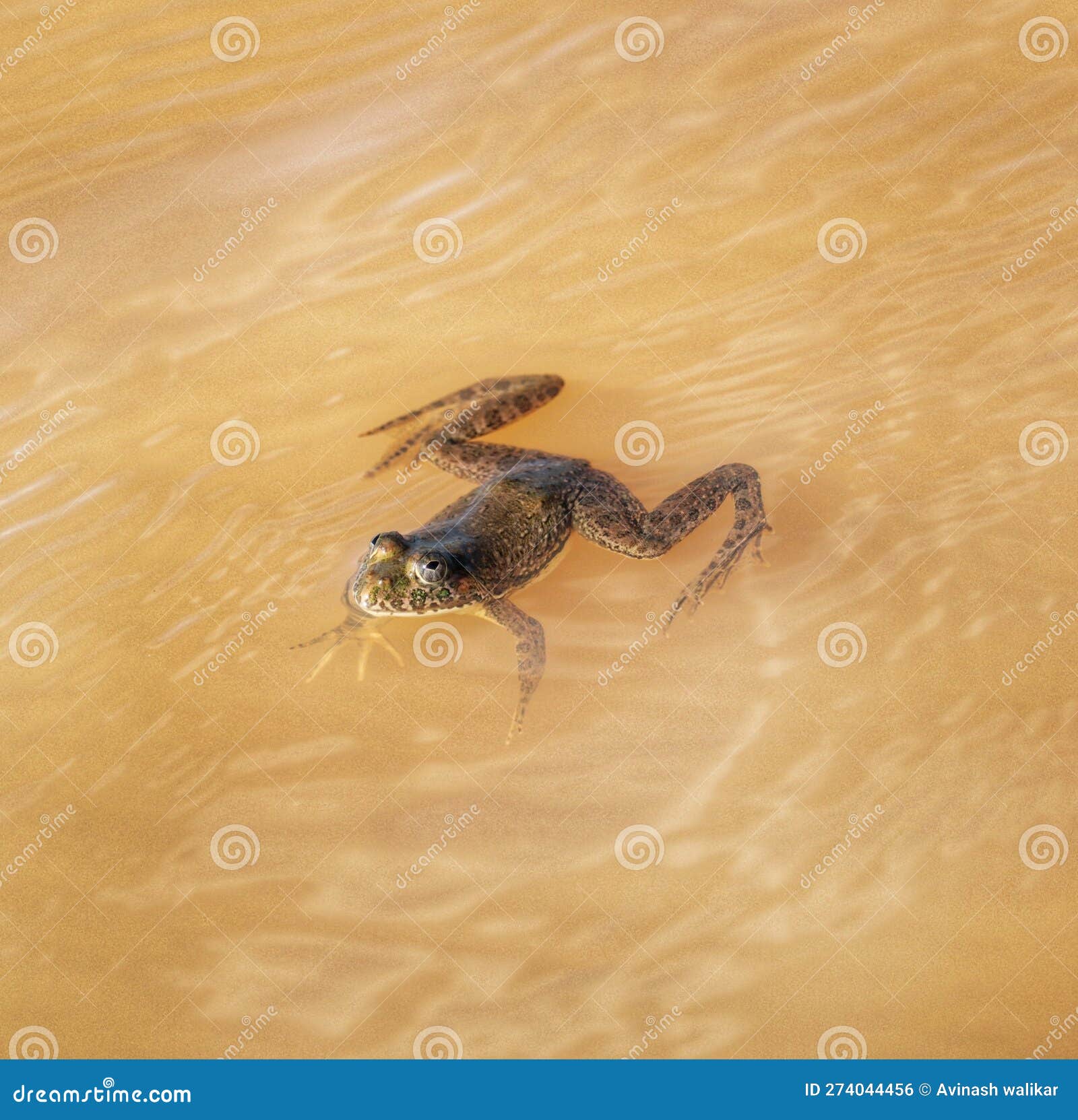 Small Black Frog Inside Mud Water Stock Photo - Image of nature, duck ...