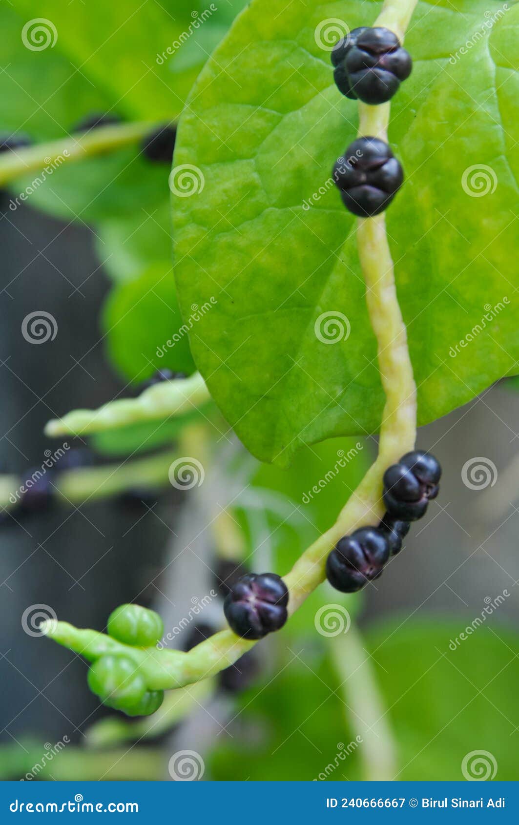 The Small Black Fruits of a Vine Stock Image - Image of produce ...