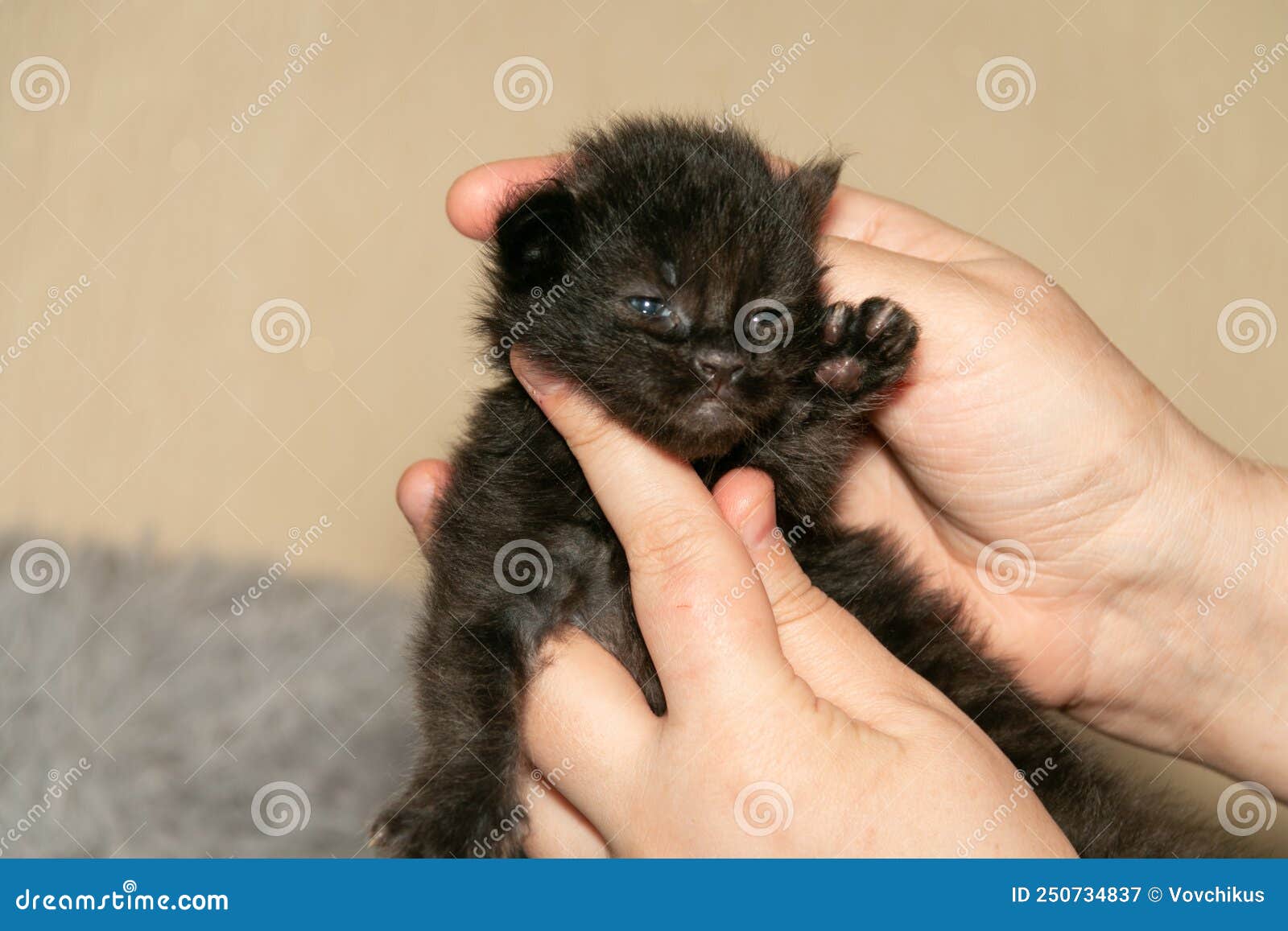 Small Black Funny Maine Coon Kitten in Hand Stock Image - Image of ...