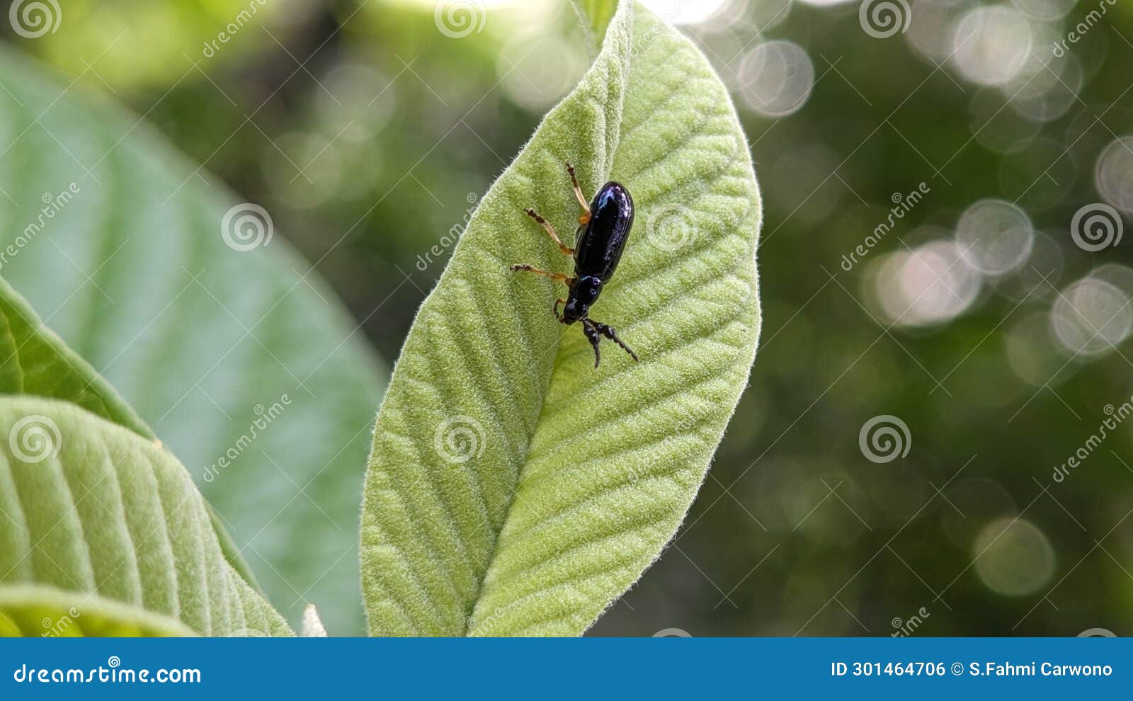 Small black horned insect stock photo. Image of horn - 301464706