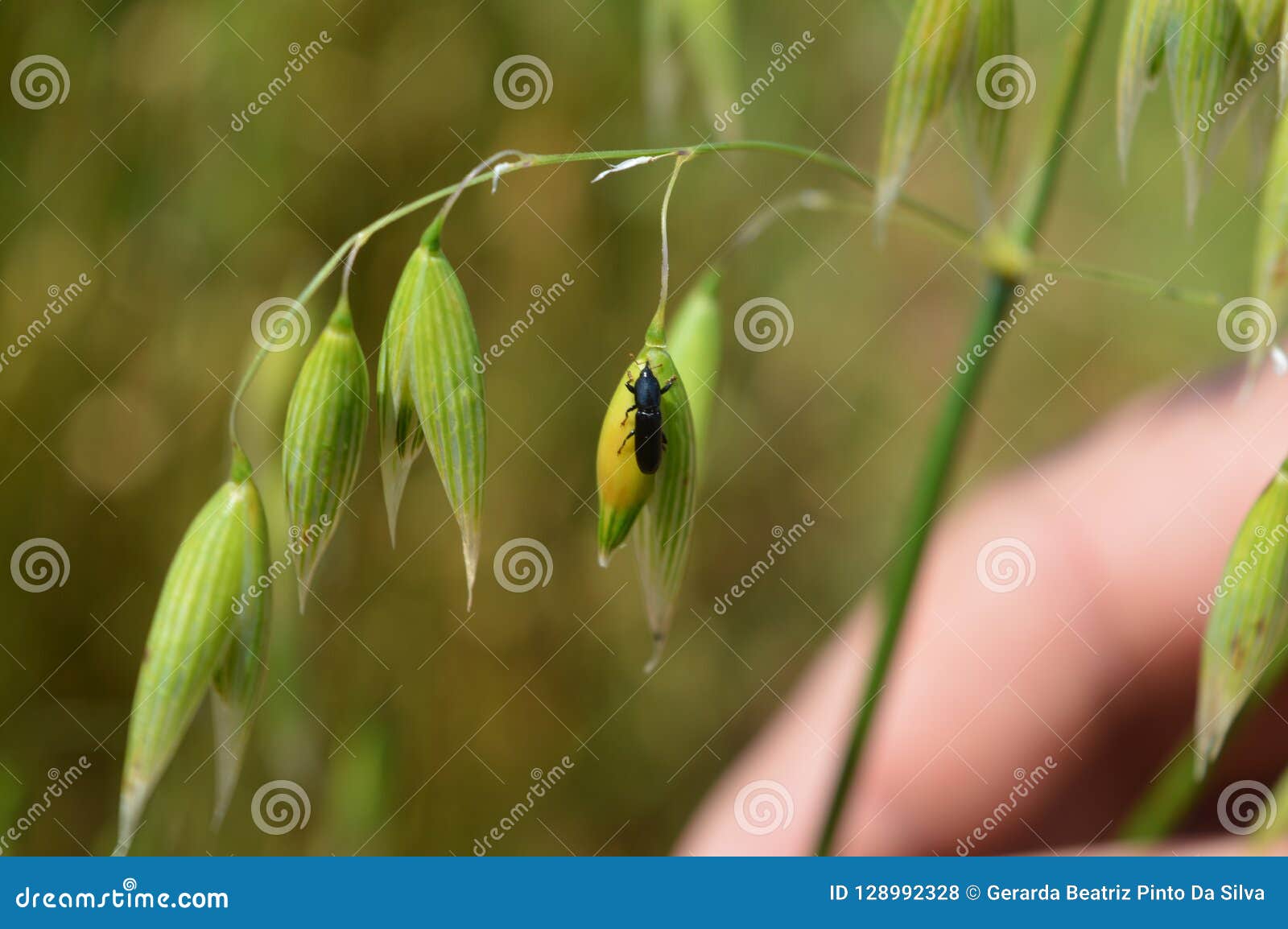 Small Black Insect on Oat Panicle Stock Photo - Image of markings ...