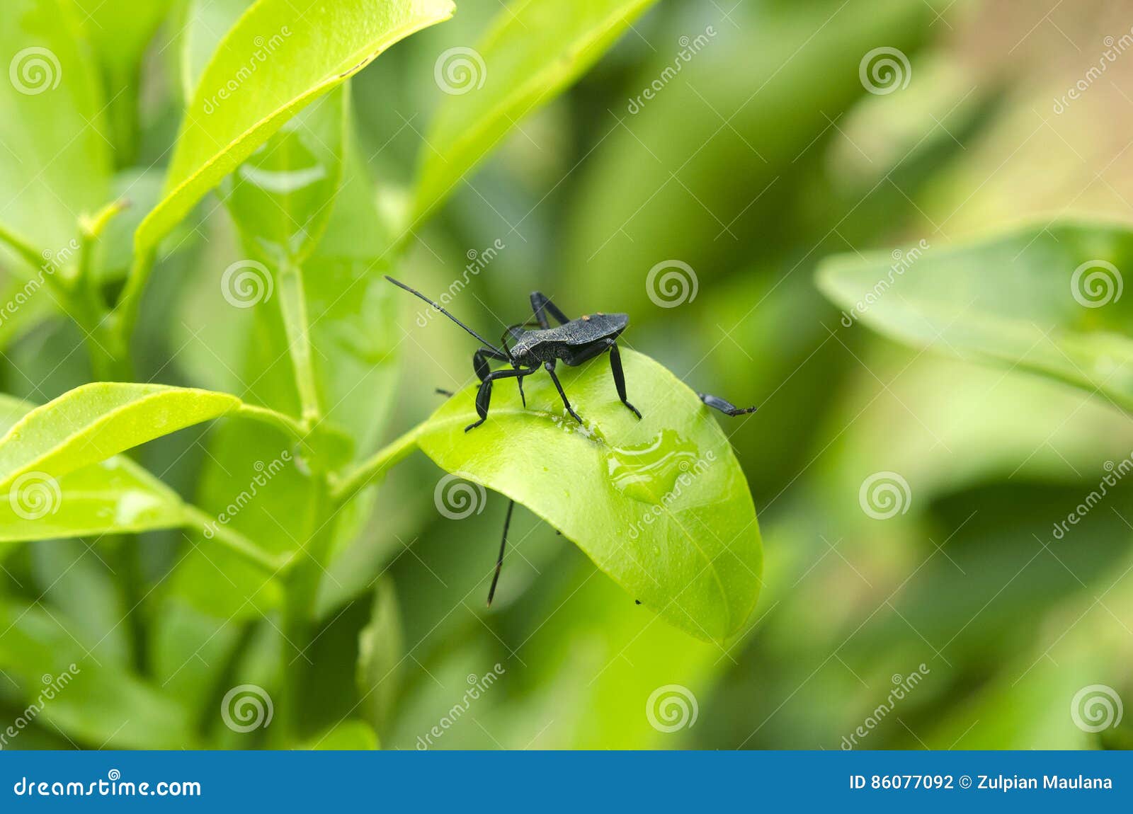 Small black insects stock photo. Image of west, animal - 86077092