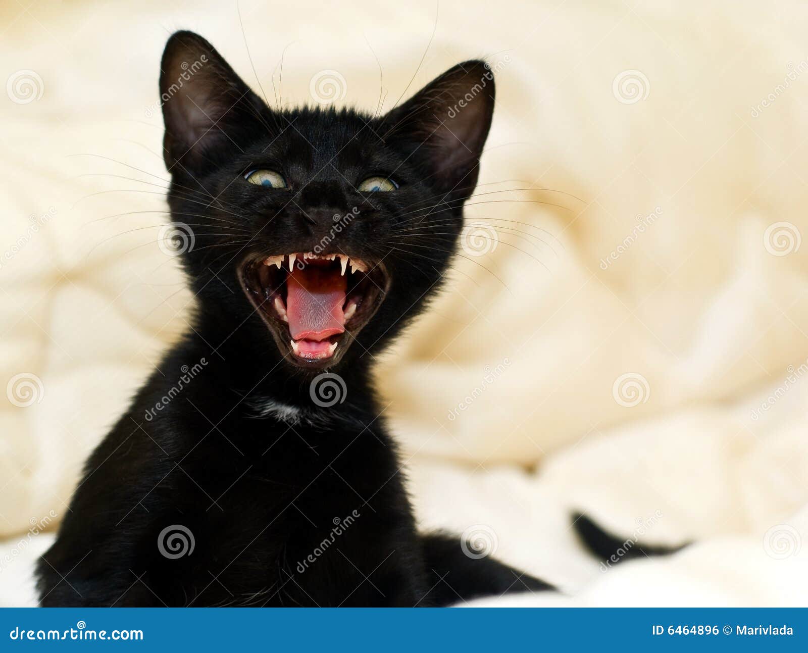 Screaming Black Cat