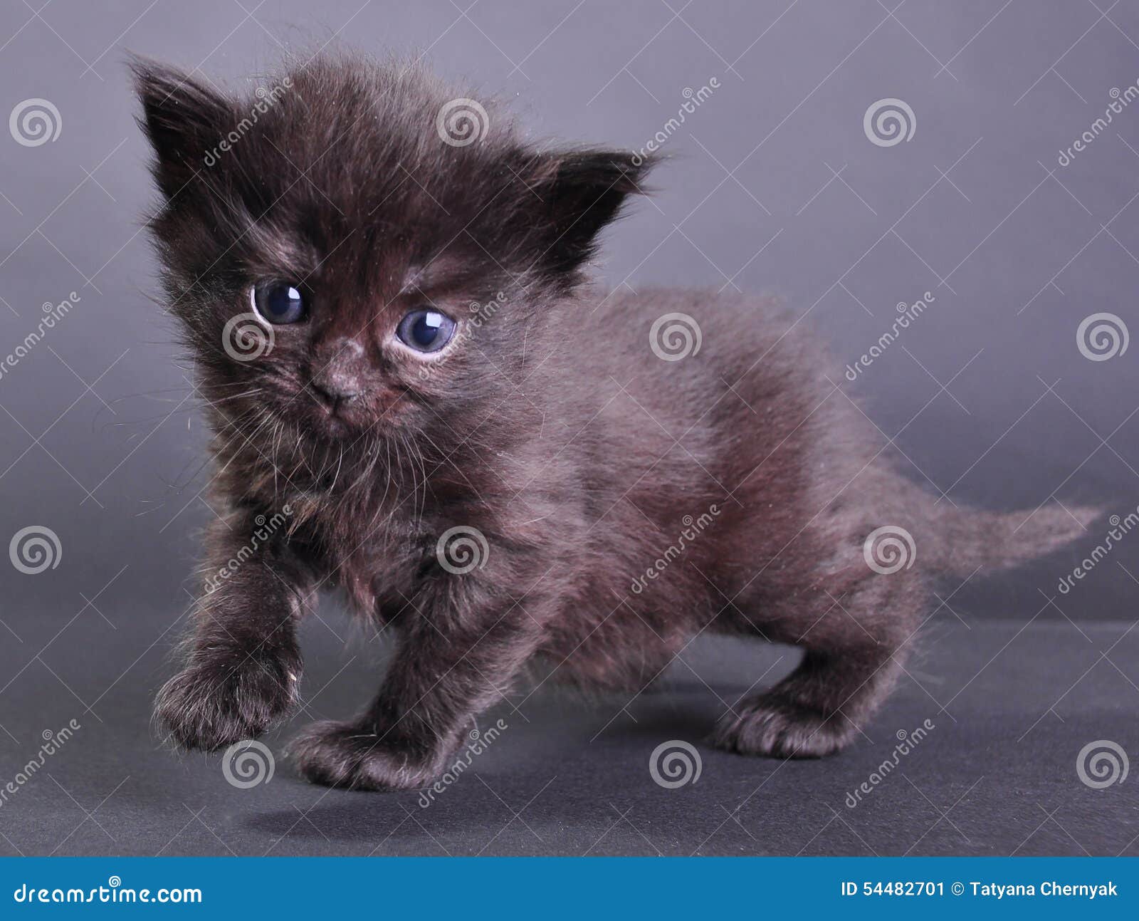 The Smallest Black Kitten In The World