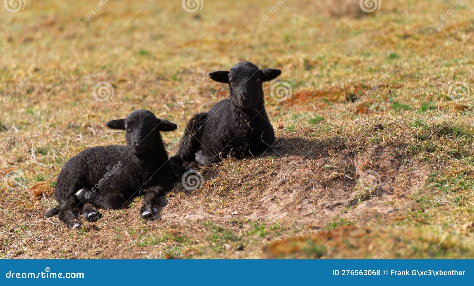 2 Small, Black Lambs Lying Relaxed in a Meadow Stock Photo - Image of ...
