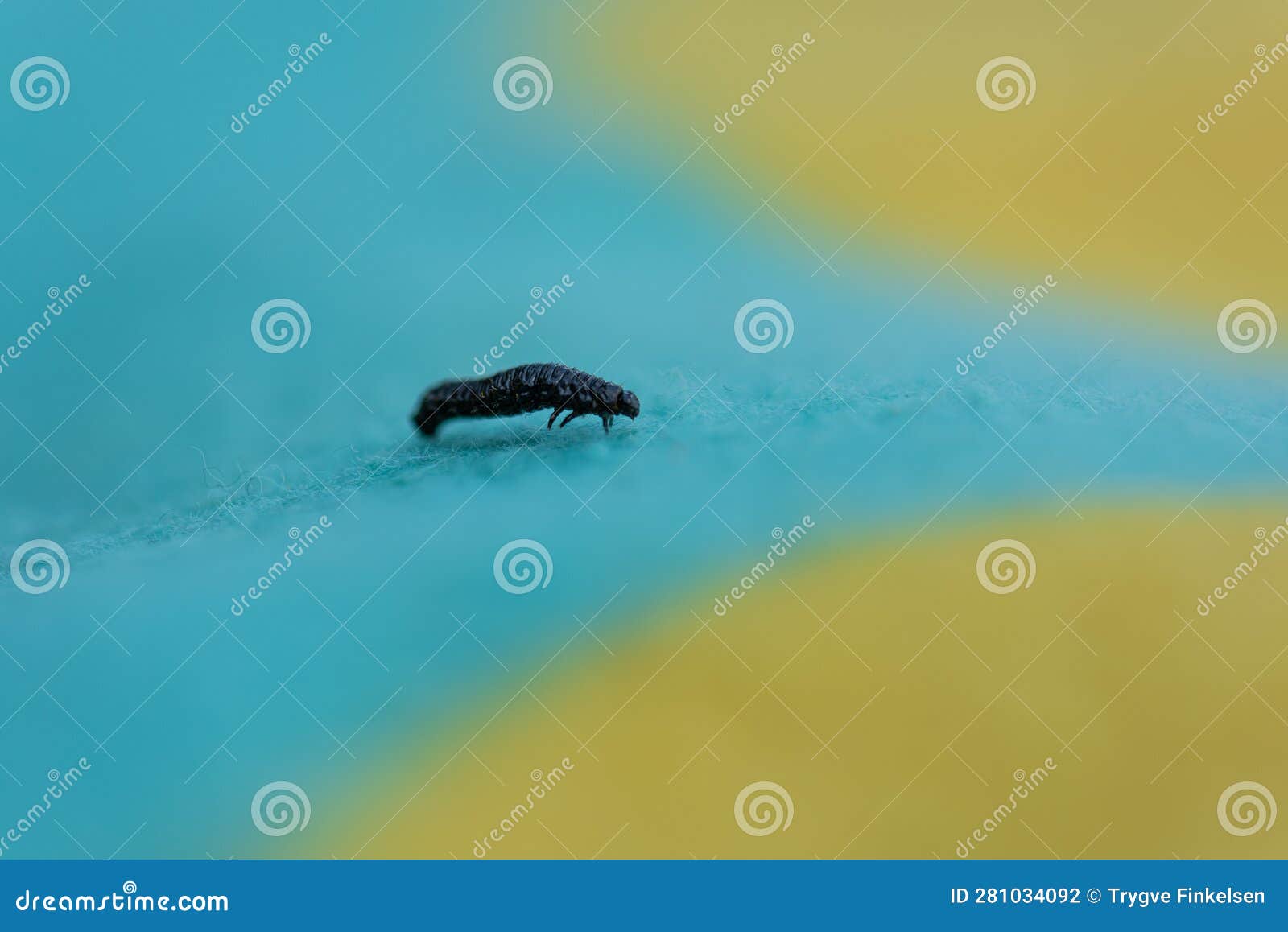 Small Black Larvae Crawling Along a Blue and Yellow Carpet.. Stock ...