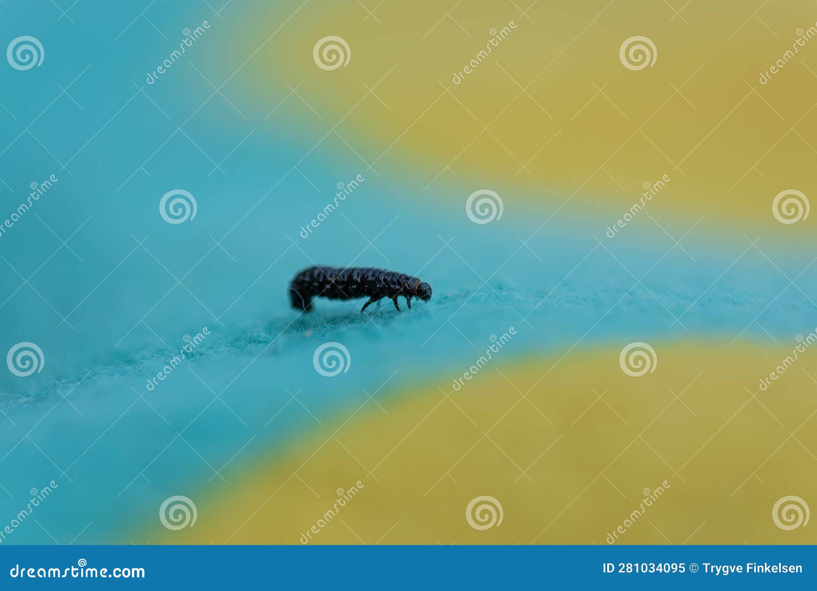Small Black Larvae Crawling Along a Blue and Yellow Carpet.. Stock ...