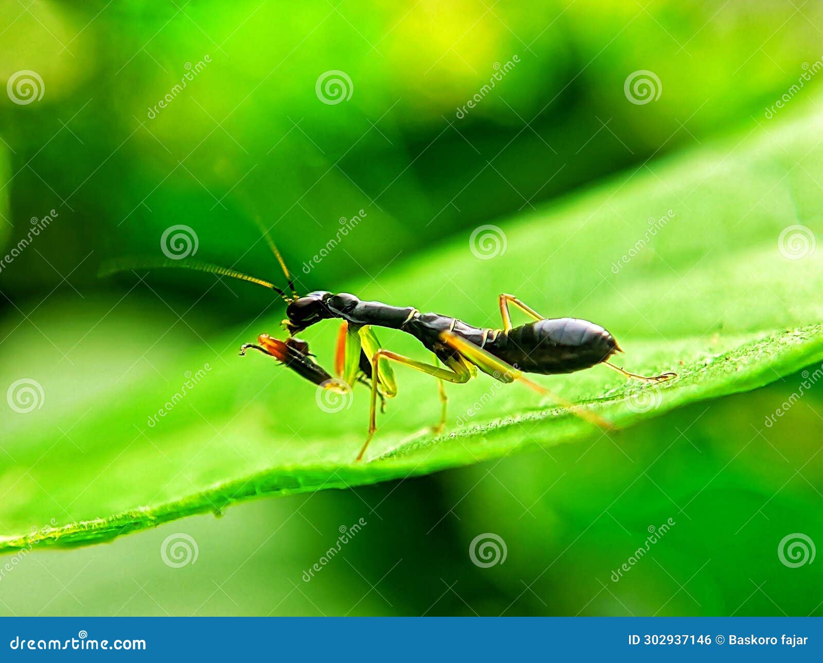 Black Ant Mantis Stock Photography | CartoonDealer.com #49485452