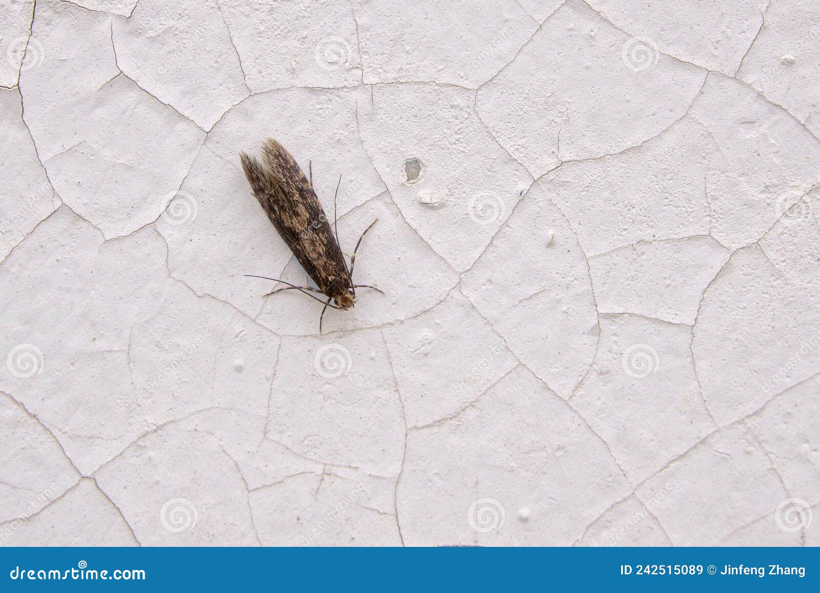 Moth on wall stock image. Image of wildlife, nature - 242515089