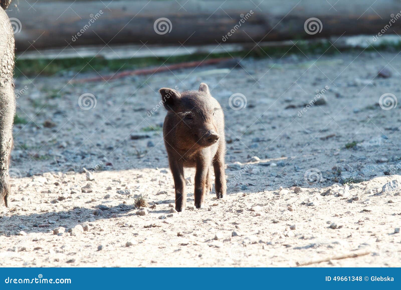Small black pig stock photo. Image of small, touching - 49661348