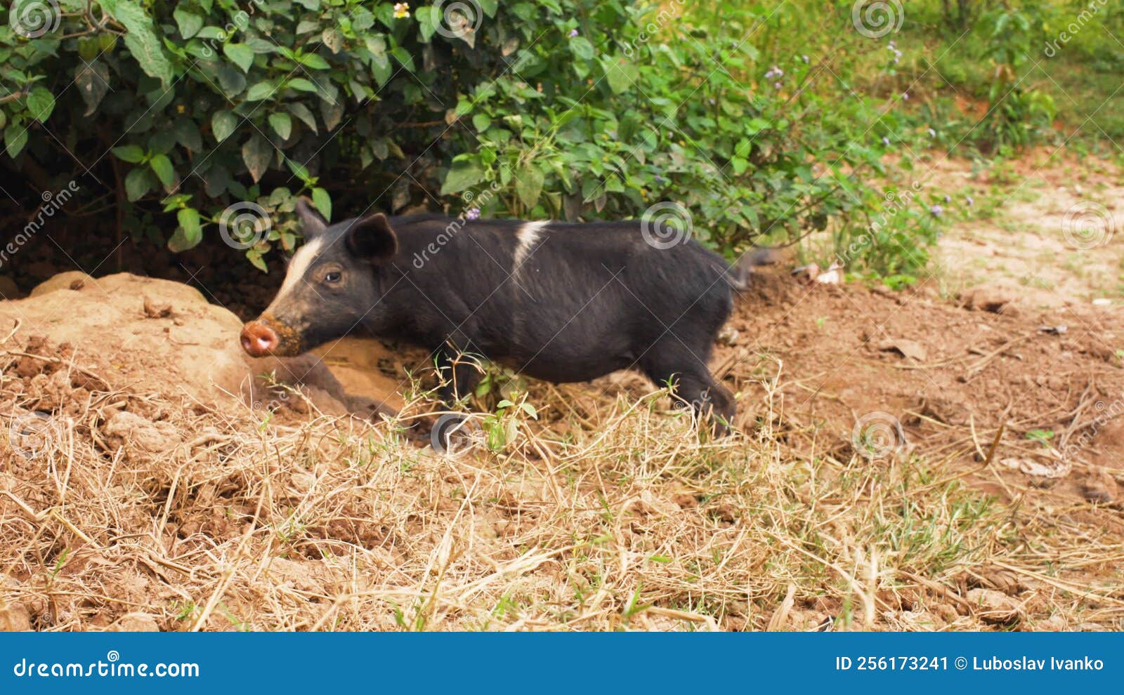 Small Black Piglet Standing on Dirt Ground Next To Tree Stock Video ...