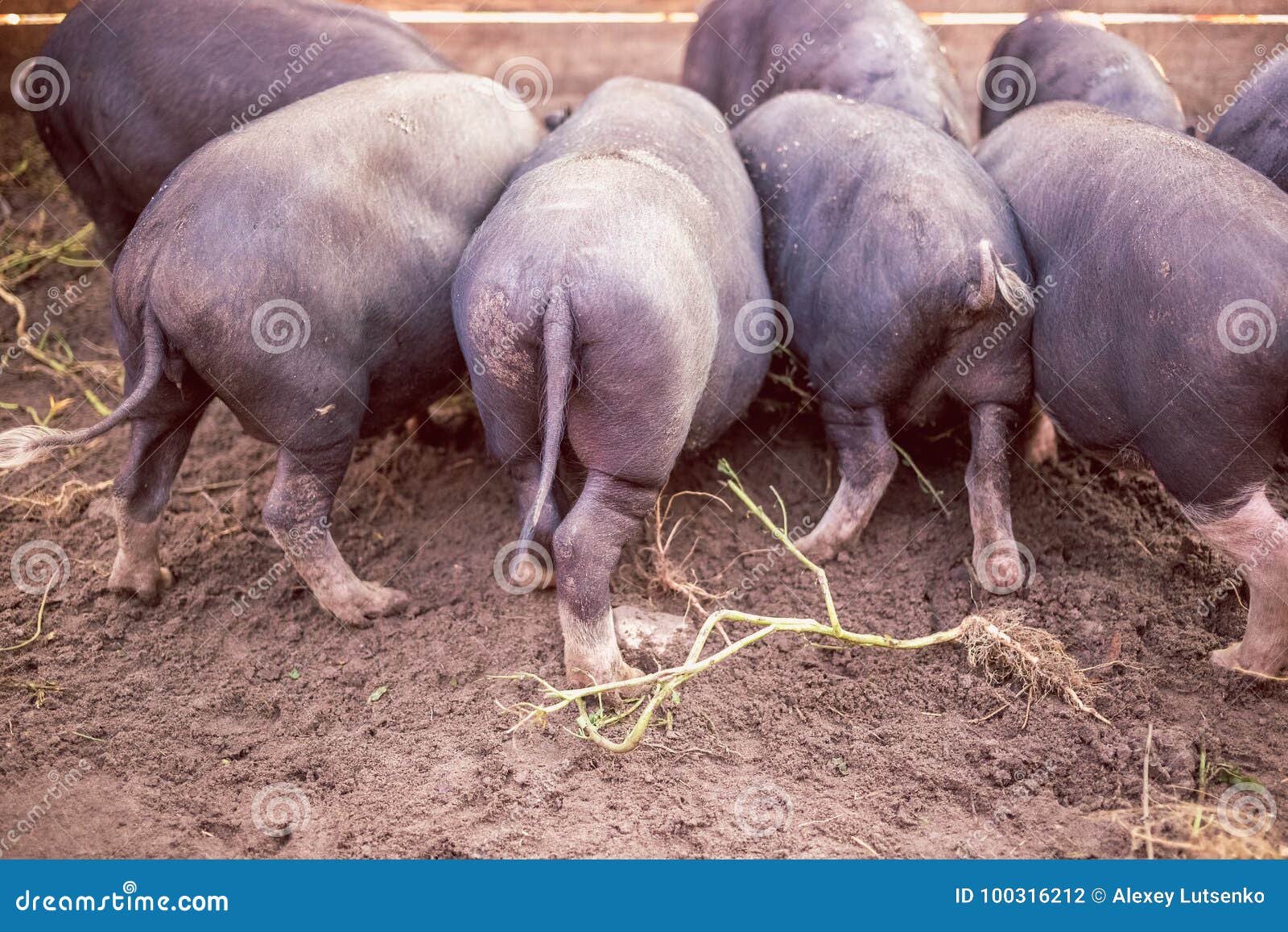 Small Black Pigs Eat from the Trough. Stock Photo - Image of baby ...