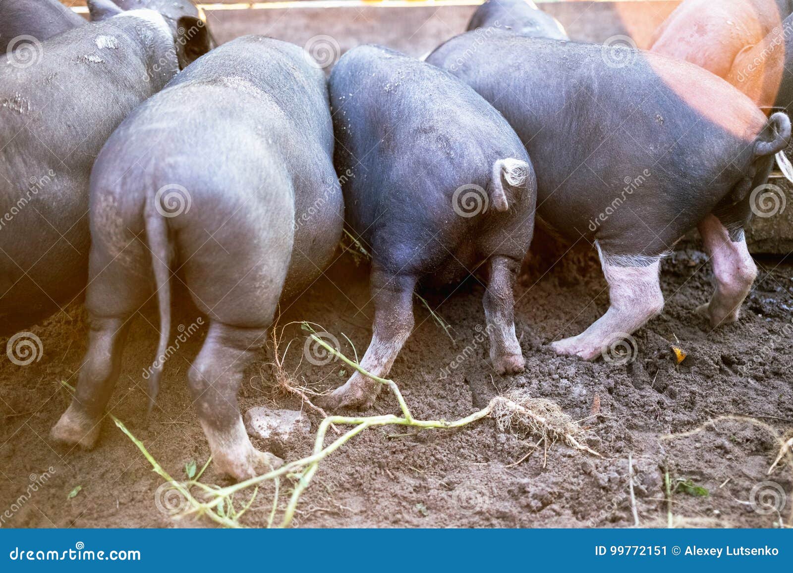 Small Black Pigs Eat from the Trough. Stock Image - Image of ...