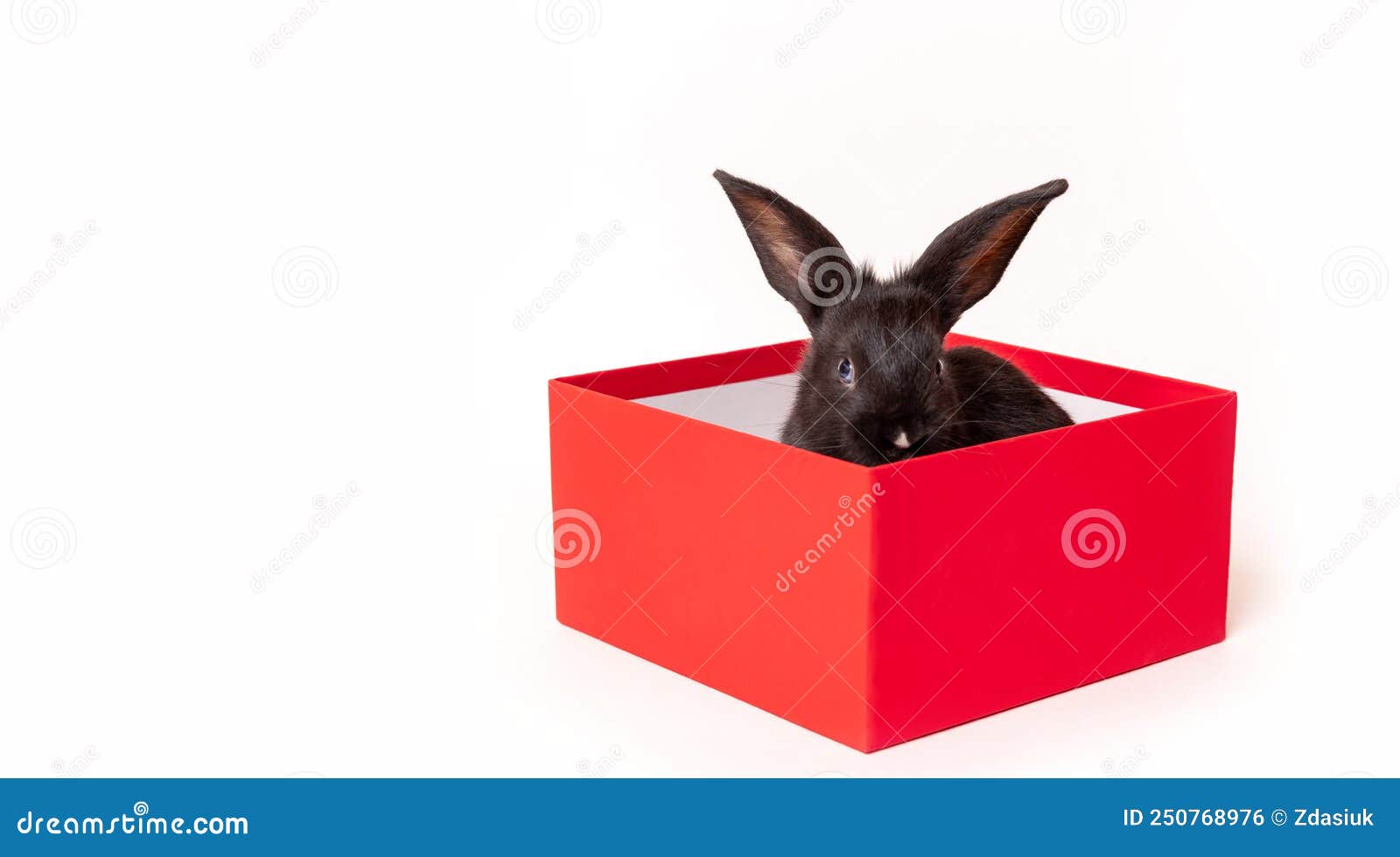 Small Black Rabbit Sits in a Red Gift Box Isolated on a White ...