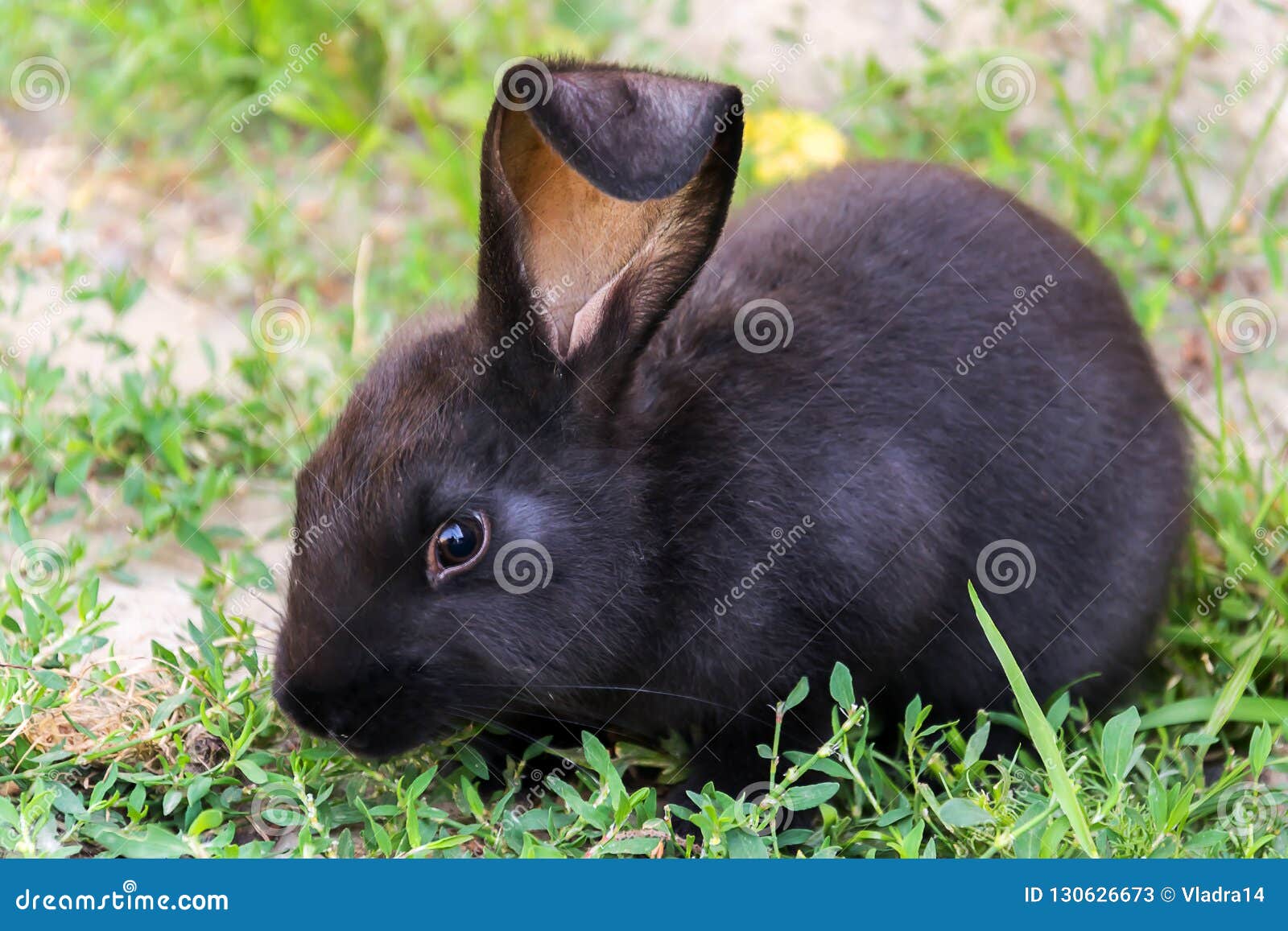 Small Black Rabbit in the Woods Stock Image - Image of nature, black ...